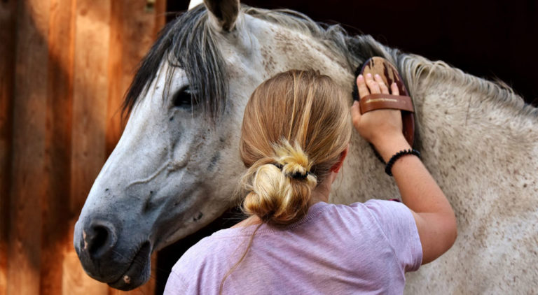 Welche Pferdegangarten gibt es? (Überblick & Erklärung) - Haustiersafari