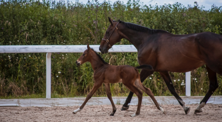 Welche Pferdegangarten gibt es? (Überblick & Erklärung) - Haustiersafari