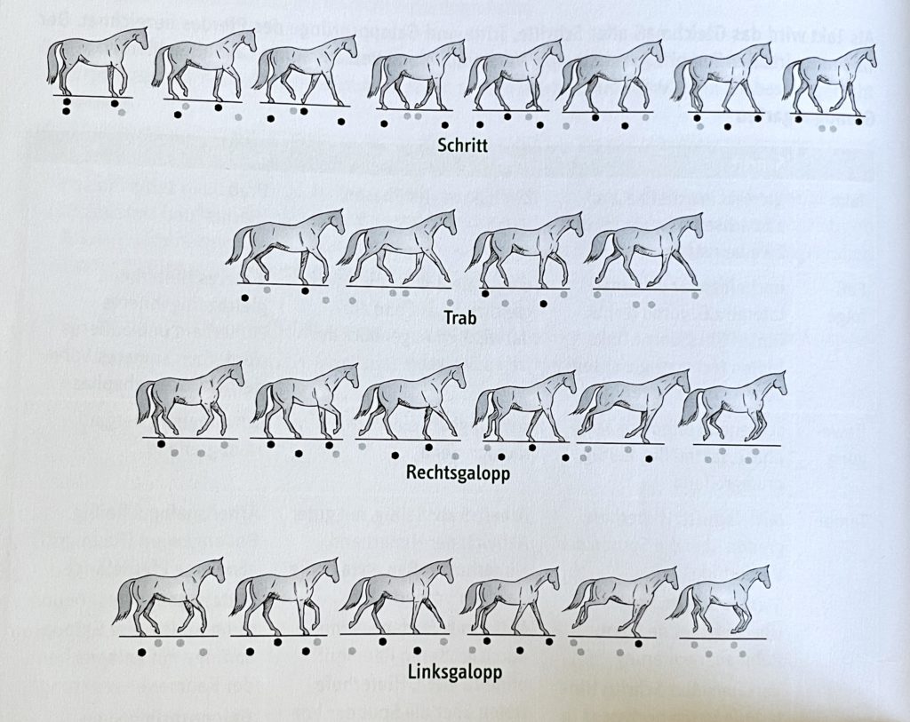 Welche Pferdegangarten gibt es? (Überblick & Erklärung) - Haustiersafari