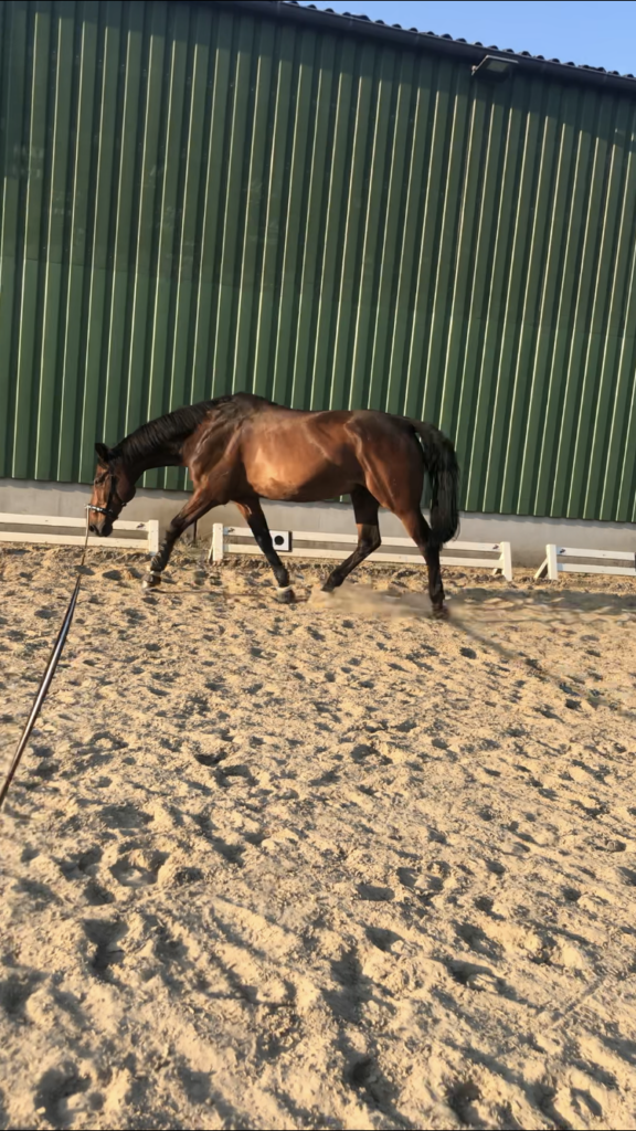 Welche Pferdegangarten gibt es? (Überblick & Erklärung) - Haustiersafari