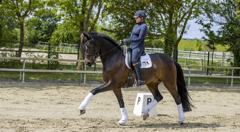 Welche Pferdegangarten gibt es? (Überblick & Erklärung) - Haustiersafari